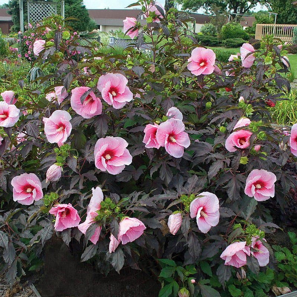 Carousel™ Pink Candy Perennial Giant Hibiscus - Colorful/Burgundy ...
