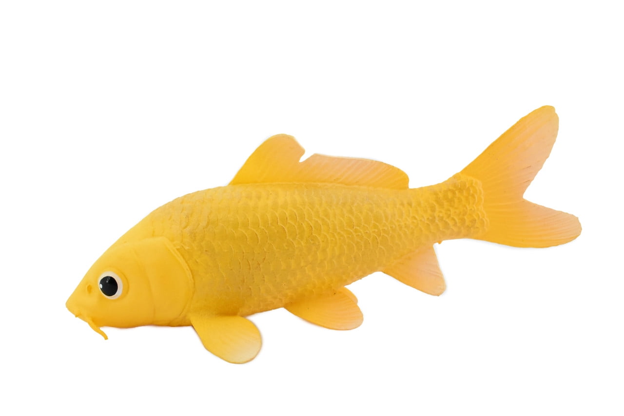 Carp, Common, Cyprinus Carpio Fish, Museum Quality, Rubber Fish, Hand ...