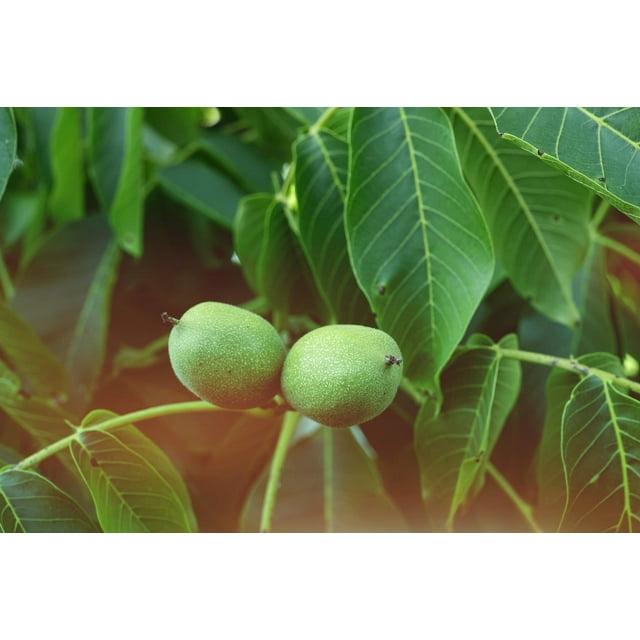 Carpathian Walnut Seeds for Planting - 5 Seeds - Juglans regia ...