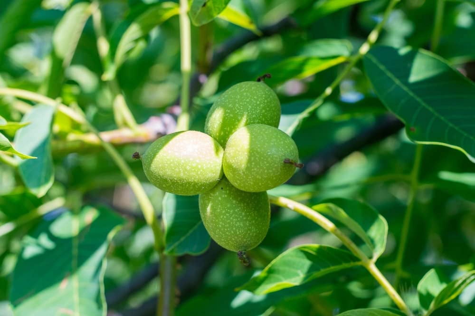 Carpathian Walnut Tree Seedlings for Planting - English Walnut, Juglans ...