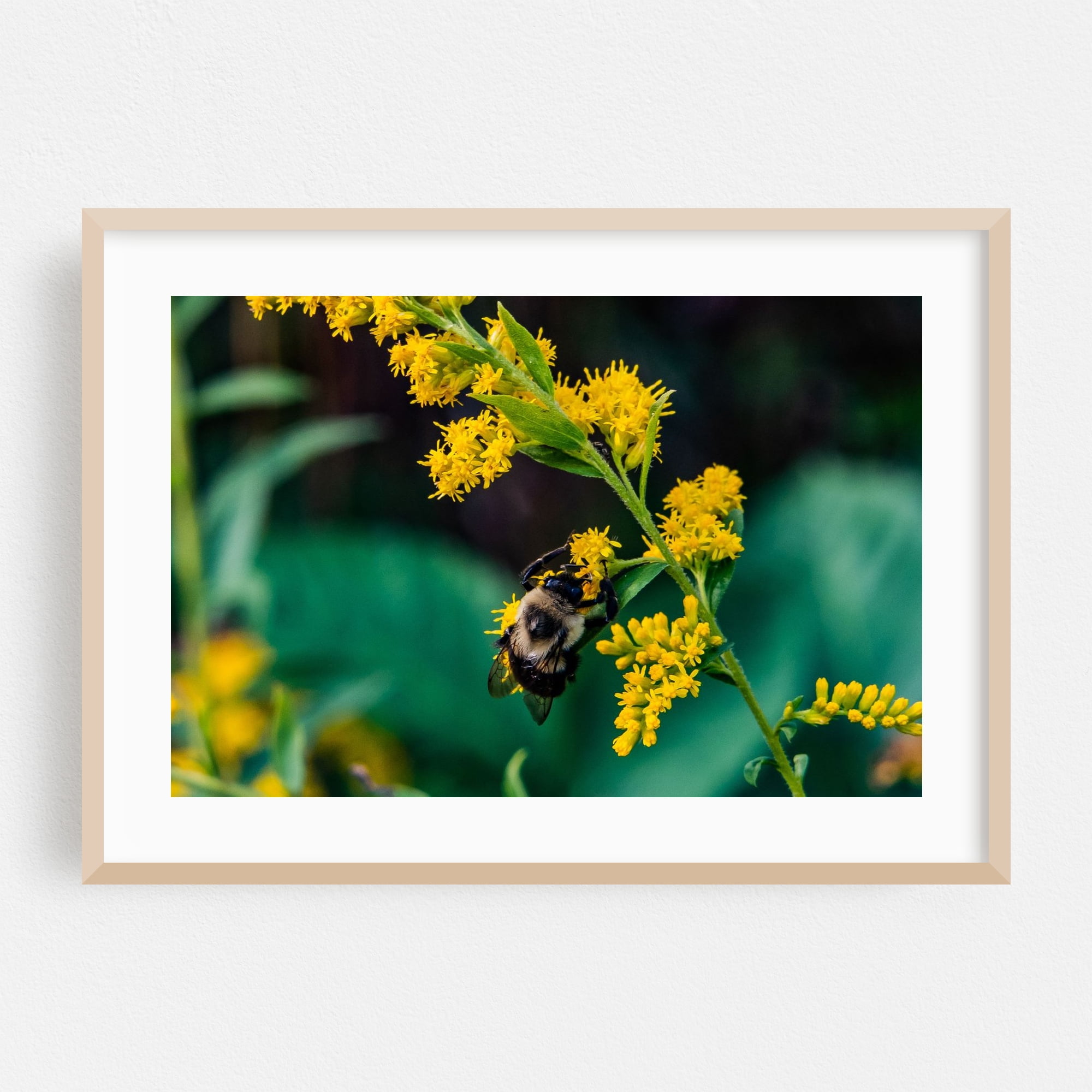 Carpenter Bee On Goldenrod - York Pennsylvania Photography Insect ...
