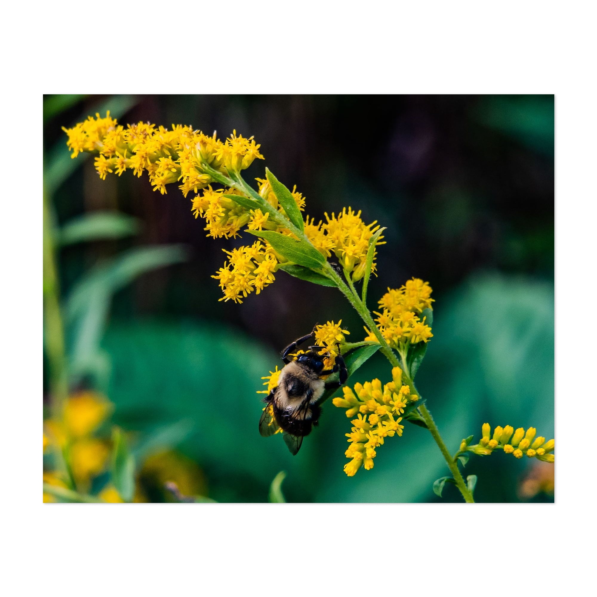 Carpenter Bee On Goldenrod - York Pennsylvania Photography Insect ...