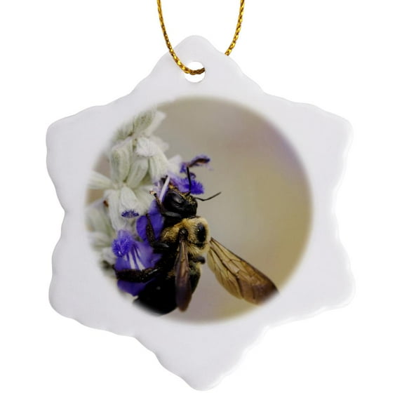 3drose, Carpenter Bee on Mealy Sage, Hill Country, Texas - Na02 Rnu0041 ...