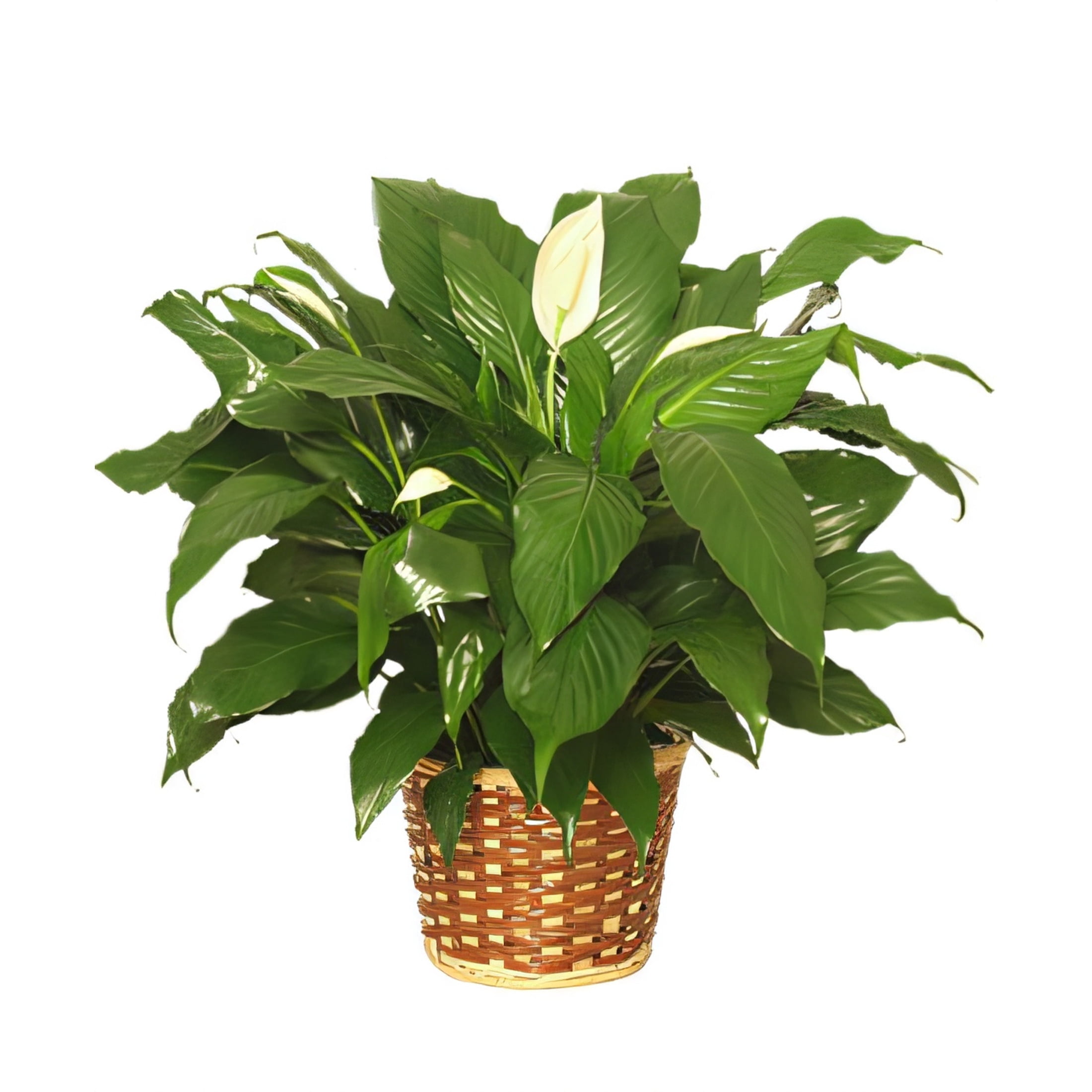 Carrie's Floral Creations Peace Lily Plant - Walmart.com