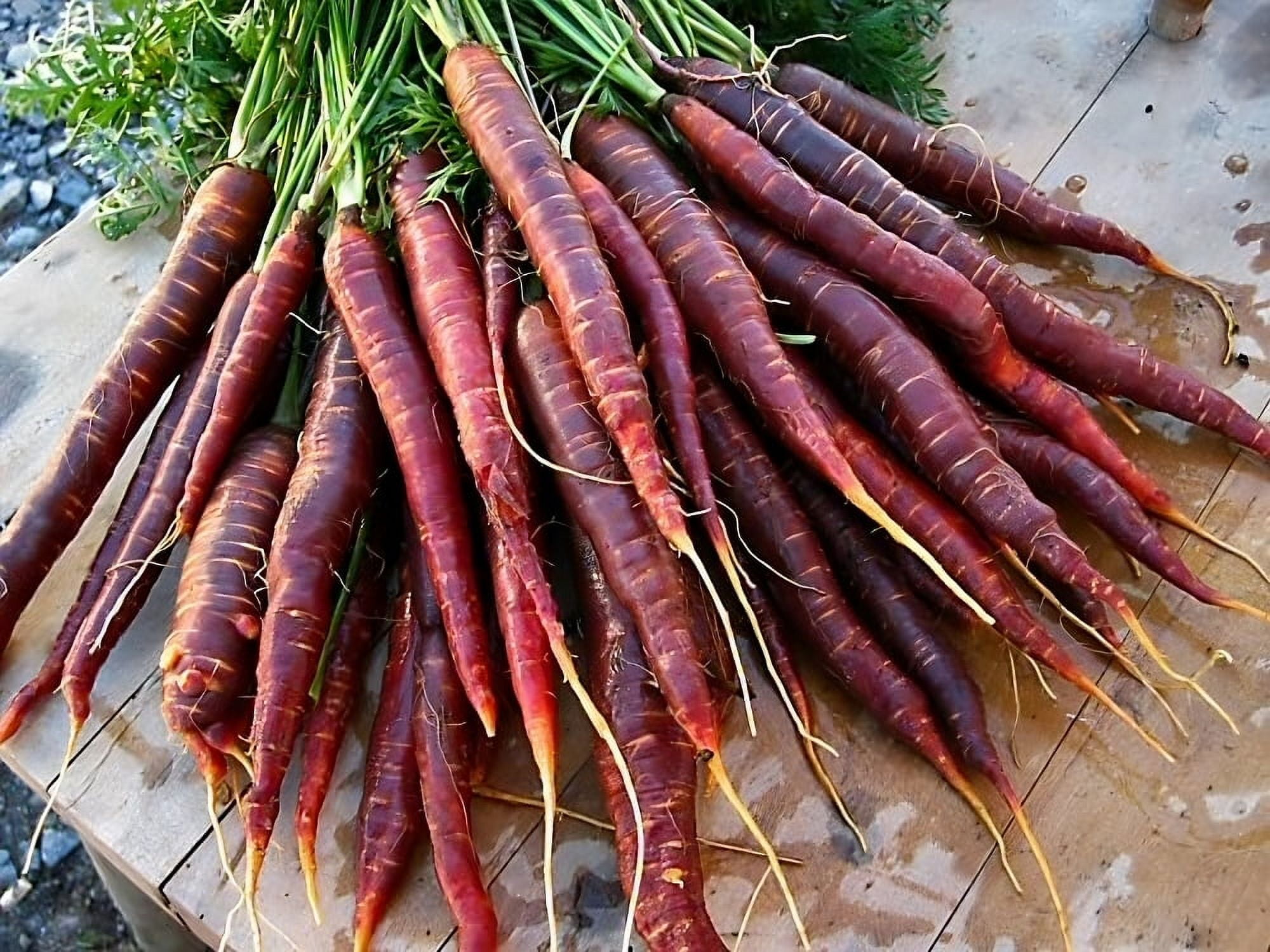 Carrot Cosmic Purple Great Heirloom Vegetable by Seed Kingdom 1 LB ...