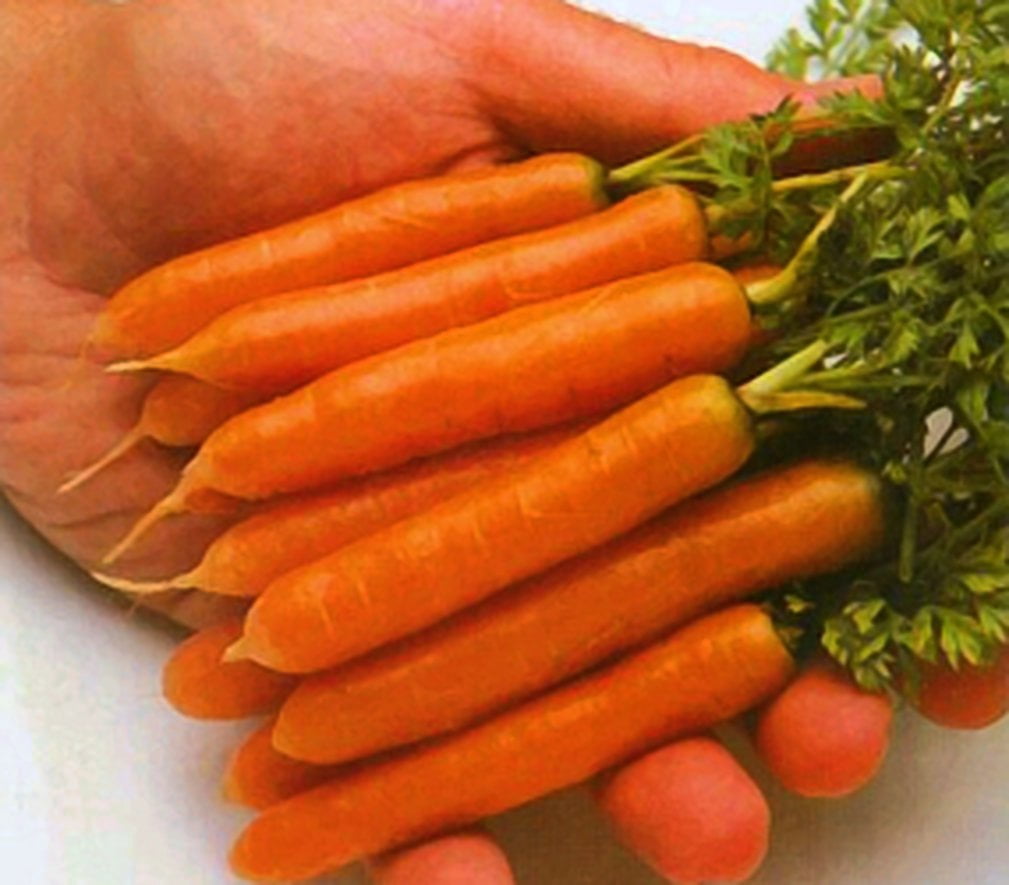 Carrot Little Finger Great Heirloom Vegetable by Seed Kingdom (1 Oz ...