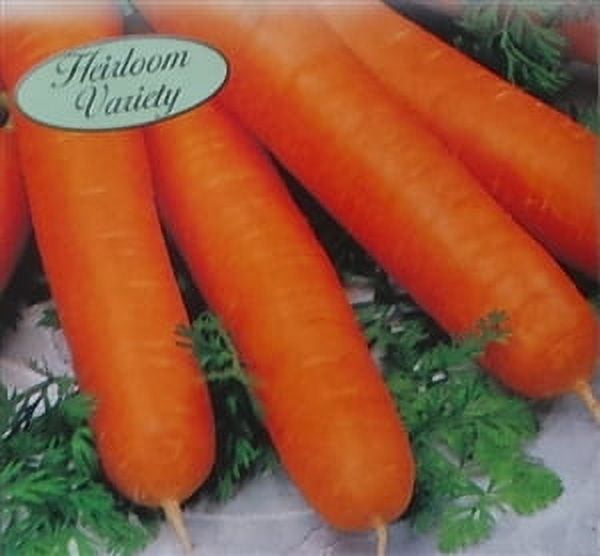 Carrot Nantes Coreless Seed Heirloom - 1 Packet - Walmart.com