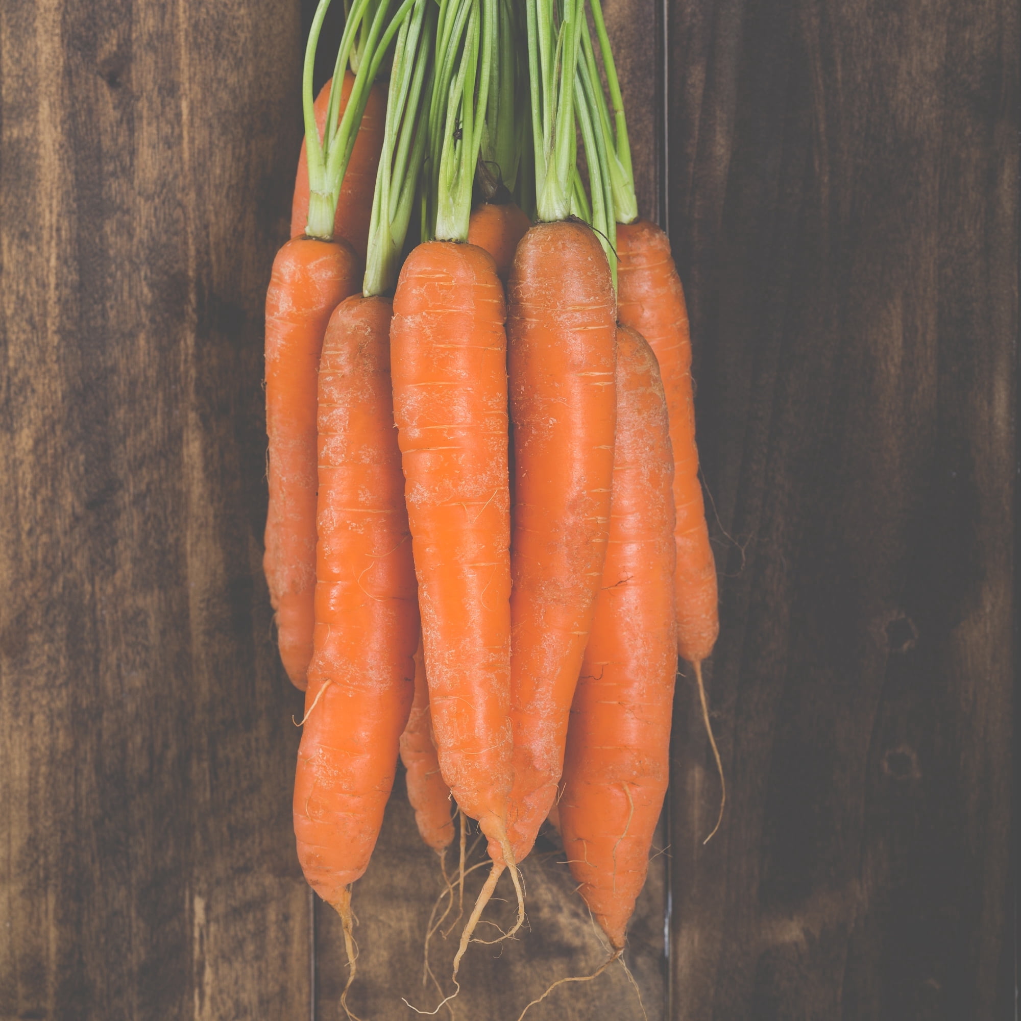 Carrot Seeds - Bambino (Organic) - 1 Gram Packet ~600 Seeds - Daucus ...