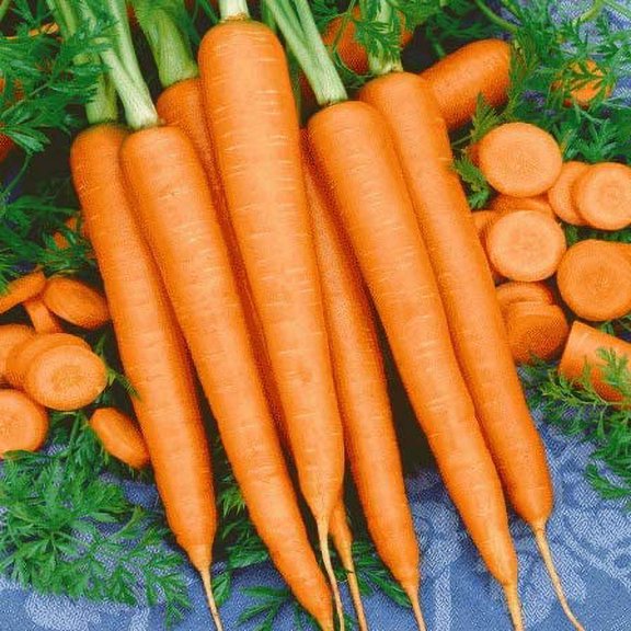 Baby Carrot Seed