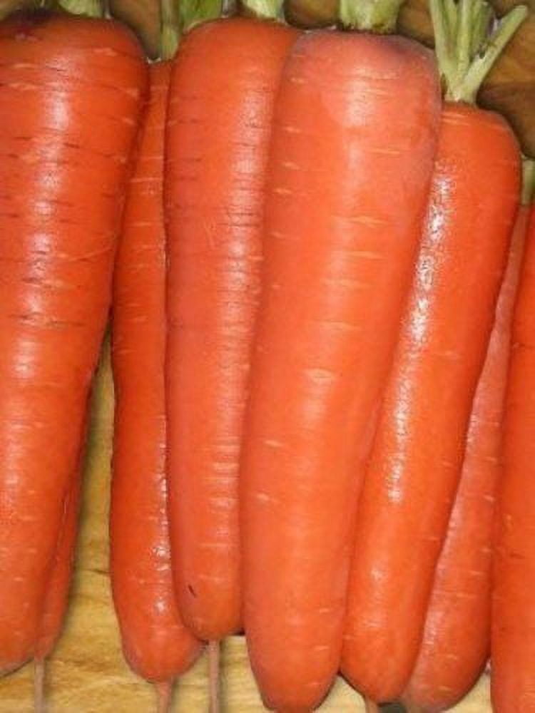 Carrot Tendersweet Great Heirloom Vegetable 5,000 Seeds - Walmart.com