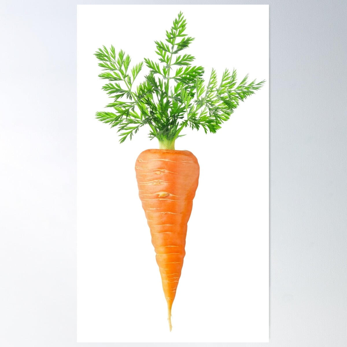 Carrot With Big Leaves Poster Wall Art, Modern Wall Decor For Living ...