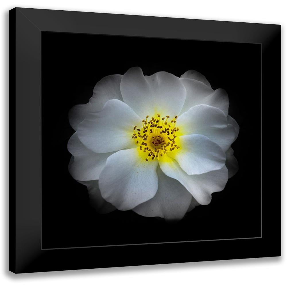 Carson, Brian 20x20 Black Modern Framed Museum Art Print Titled - White ...