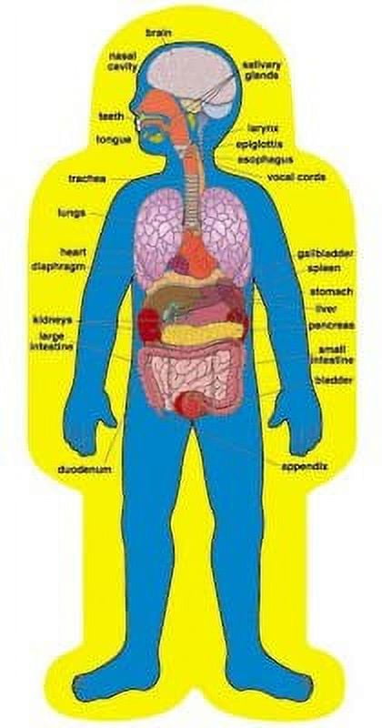 Carson Dellosa Child-Size Human Body Bulletin Board Set (3215 ... Carson Dellosa Child-Size Human Body Bulletin Board Set (3215 ...