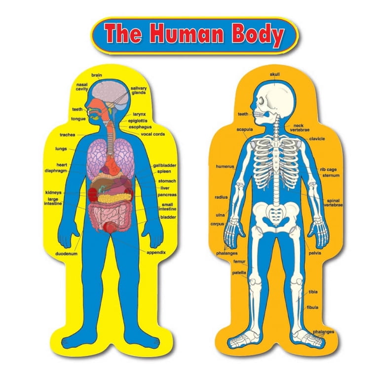 Simple Human Body Diagram For Kids Human Digestive System Created By