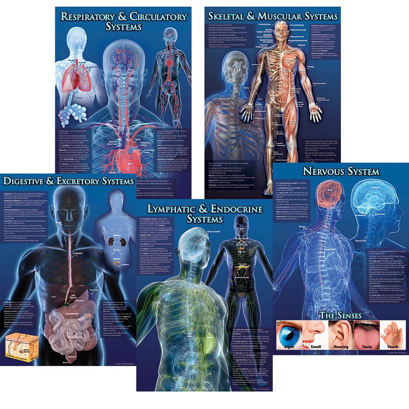 Carson Dellosa Human Body Facts Bb Set 410065 - Walmart.com