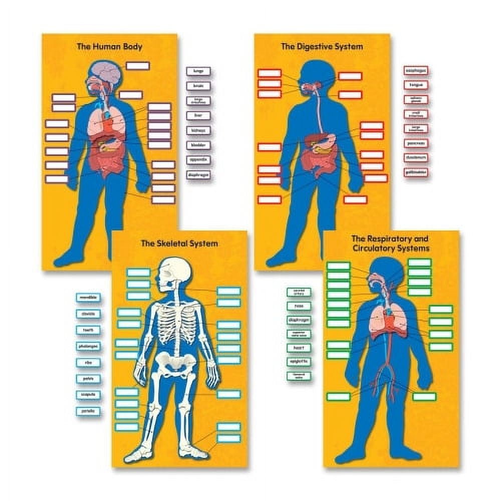 Carson Human Body Bulletin Board Set - Walmart.com