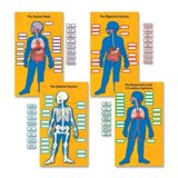 Carson Human Body Bulletin Board Set - Walmart.com