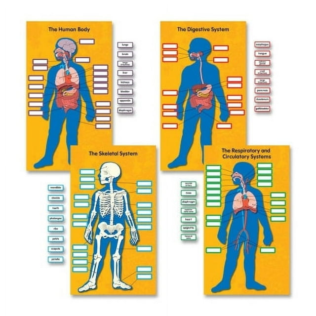 Carson Human Body Bulletin Board Set - Walmart.com