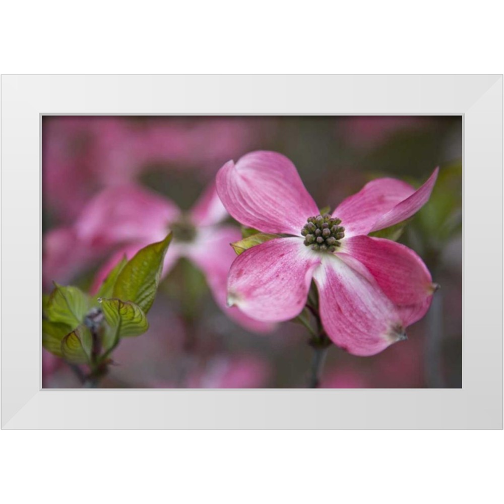 Carter, Jean 32x22 White Modern Wood Framed Museum Art Print Titled ...