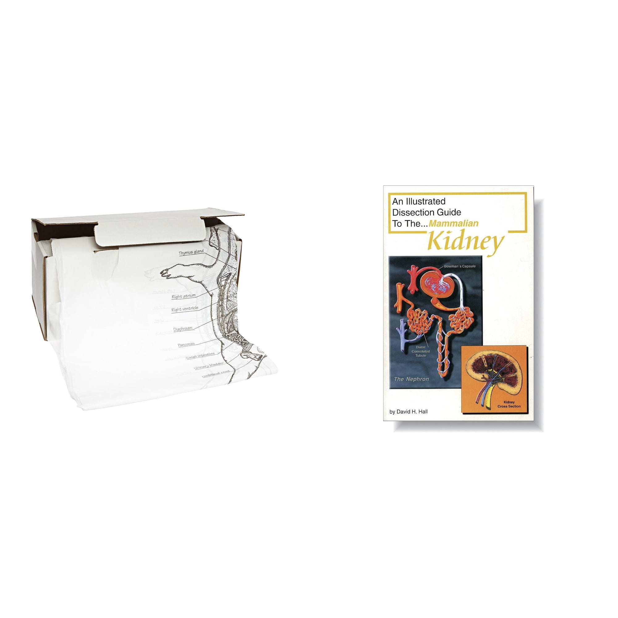 Casafoyer Anatomy Aprons with Pig Illustration and Mini-Guide to ...