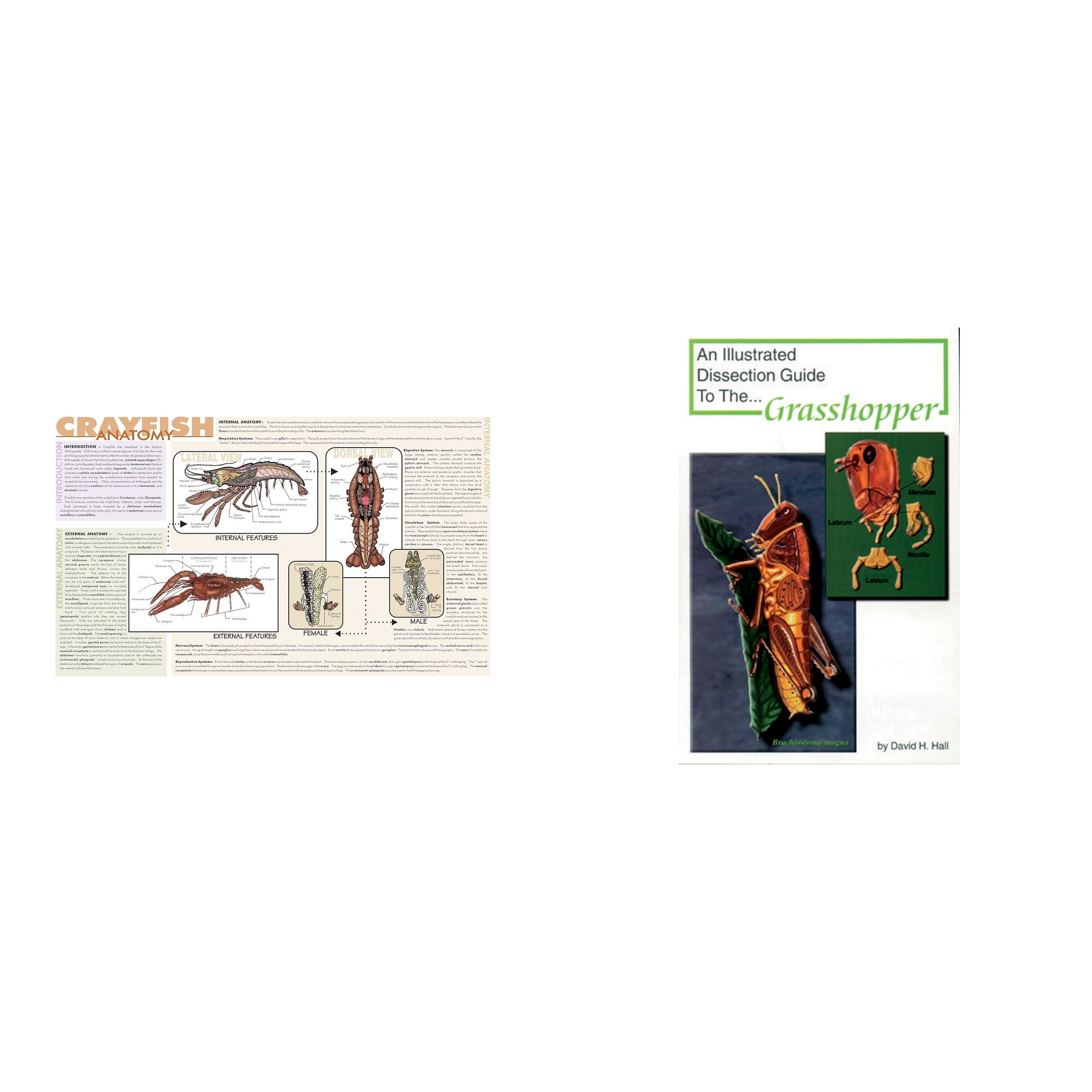 Casafoyer Laminated Crayfish Dissection Mat and Mini-Guide to ...