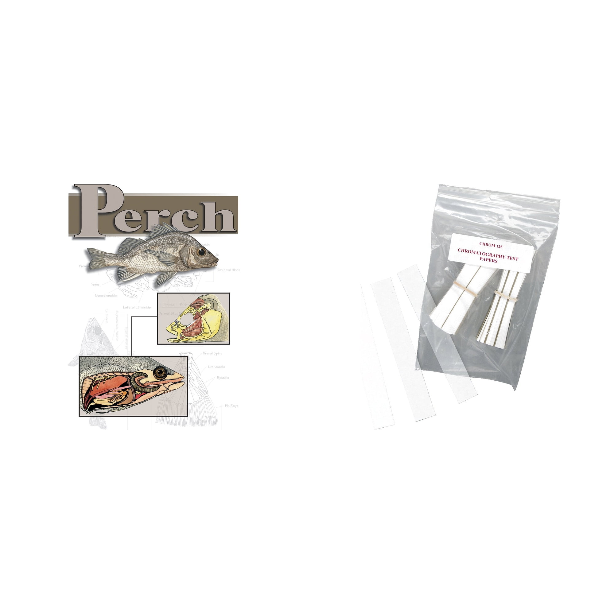 Casafoyer Mini-Guide to Perch Dissection and Chromatography Paper Combo ...
