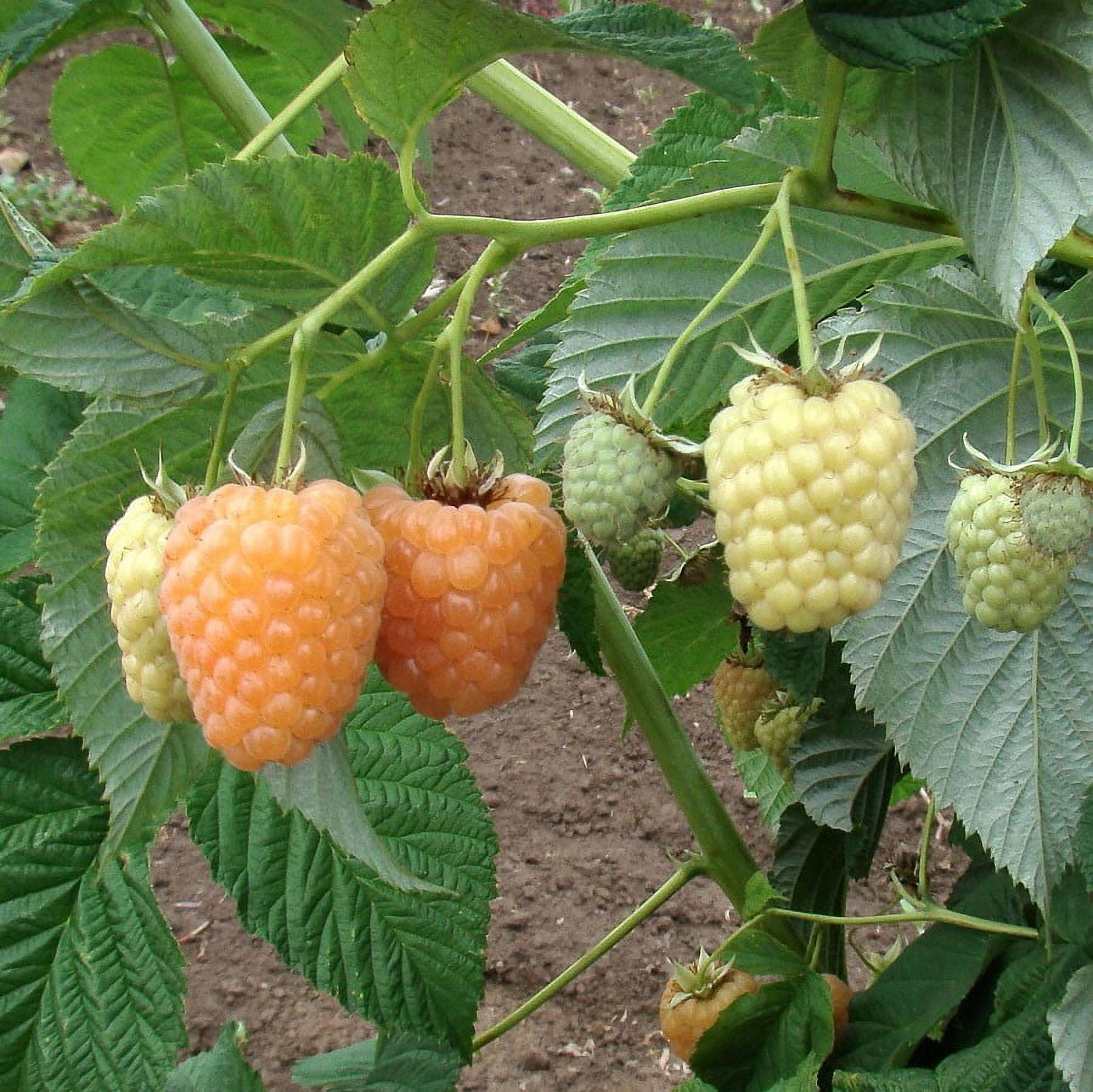 Cascade Gold Raspberry ( rubus ) - Live Plant - ( 1 QT ) - Walmart.com