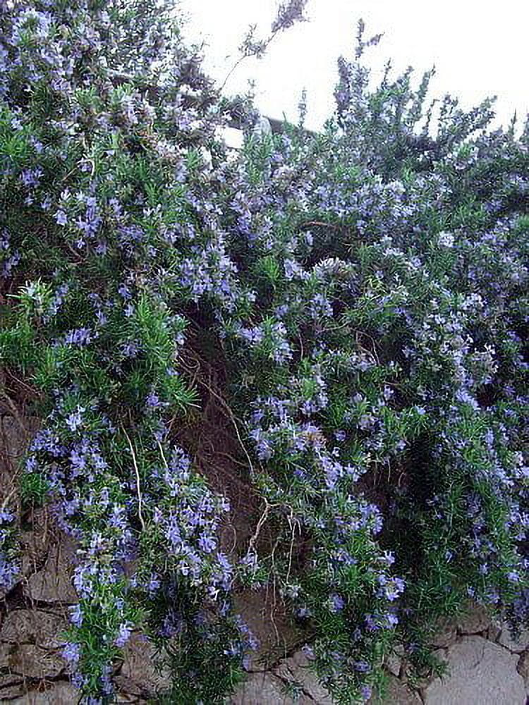Cascade Rosemary Plant - Creeping/Trailing - Outstanding for Culinary ...