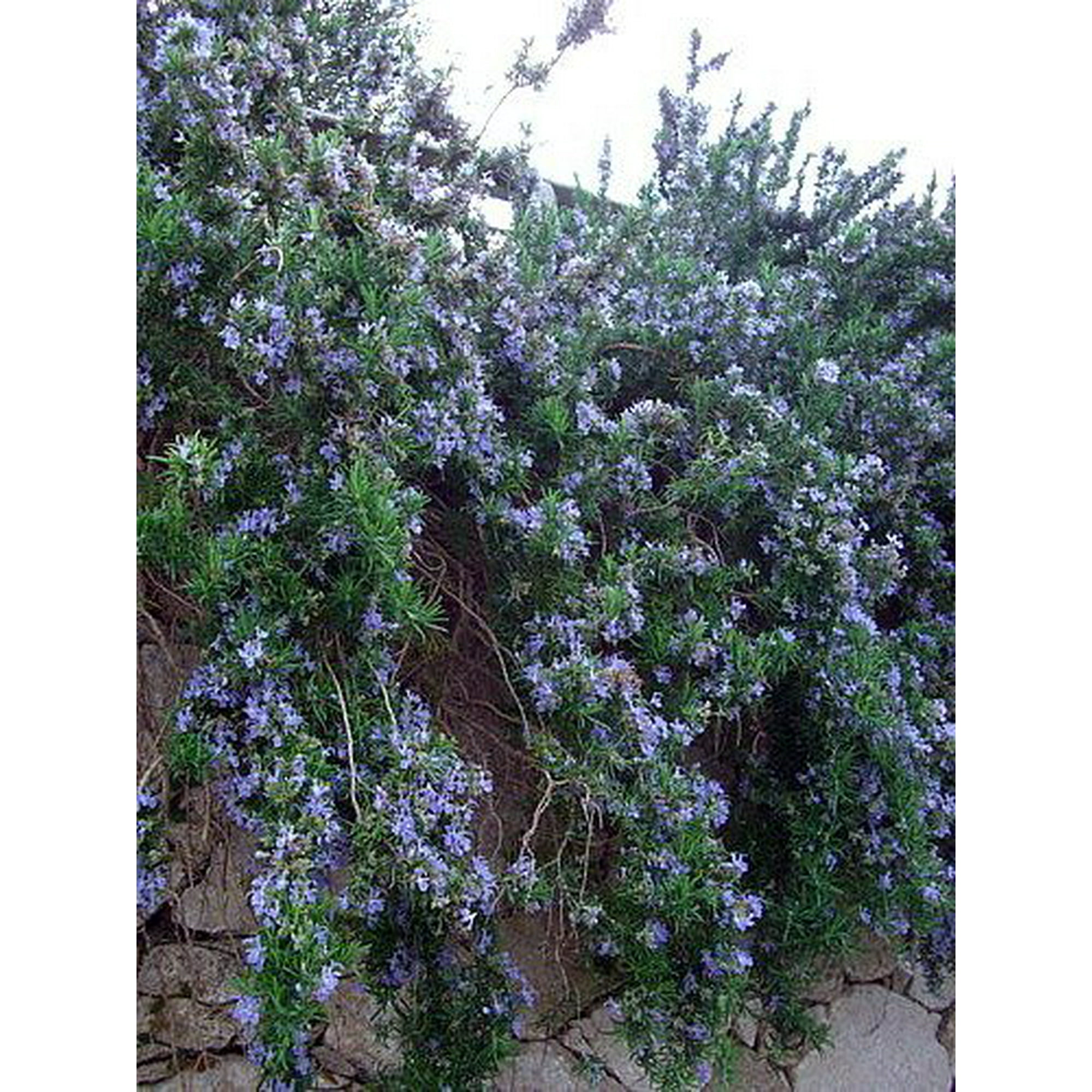 Trailing Rosemary Plant