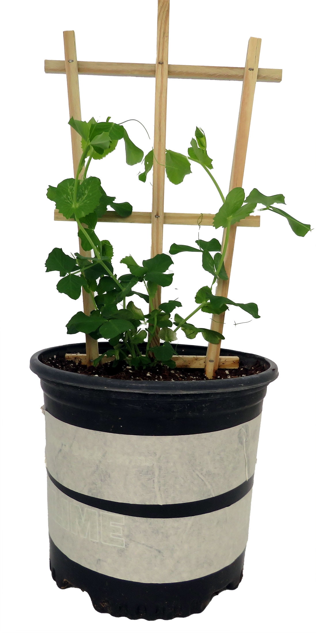 Cascadia Snap Pea- Gallon Pot on Trellis - Walmart.com