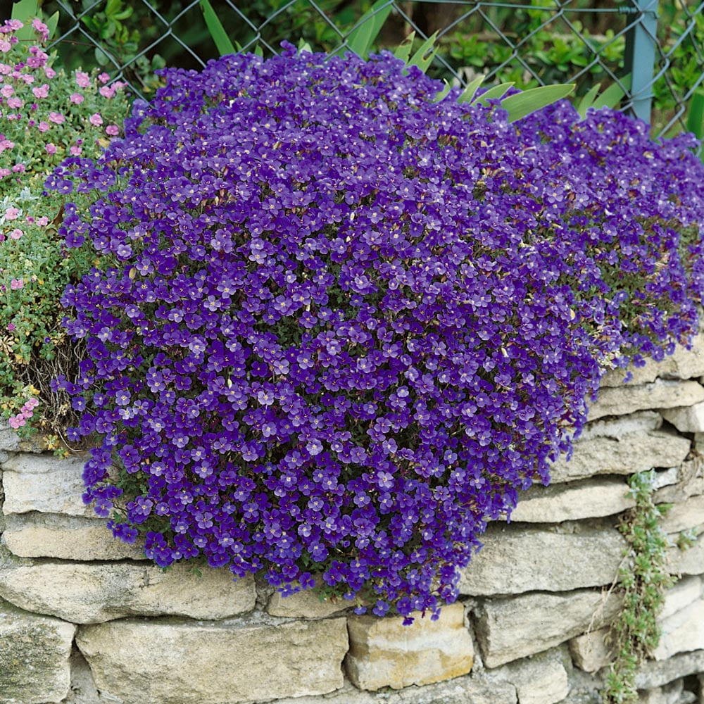 Outsidepride 2000 Cascading Blue Rock Cress Plant Seeds - Walmart.com