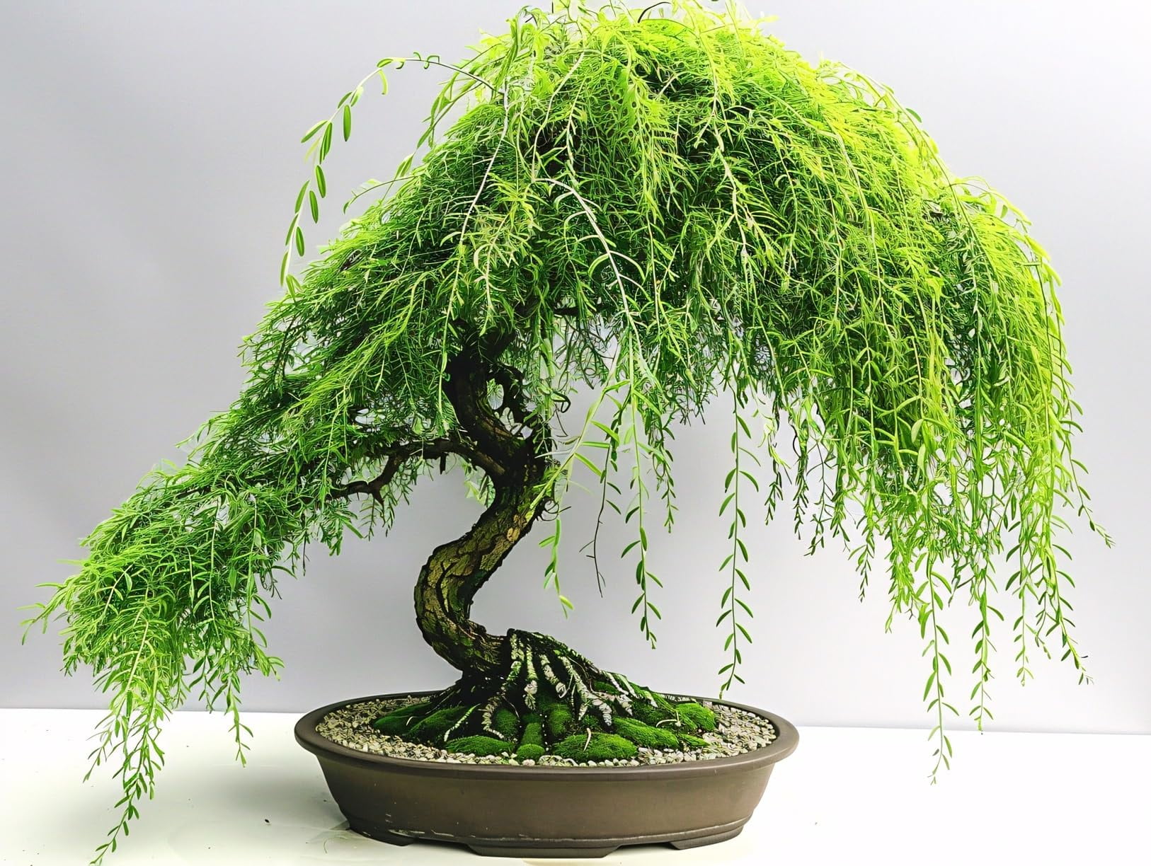 Cascading Strength Willow Bonsai Tree Cutting to Grow - Walmart.com