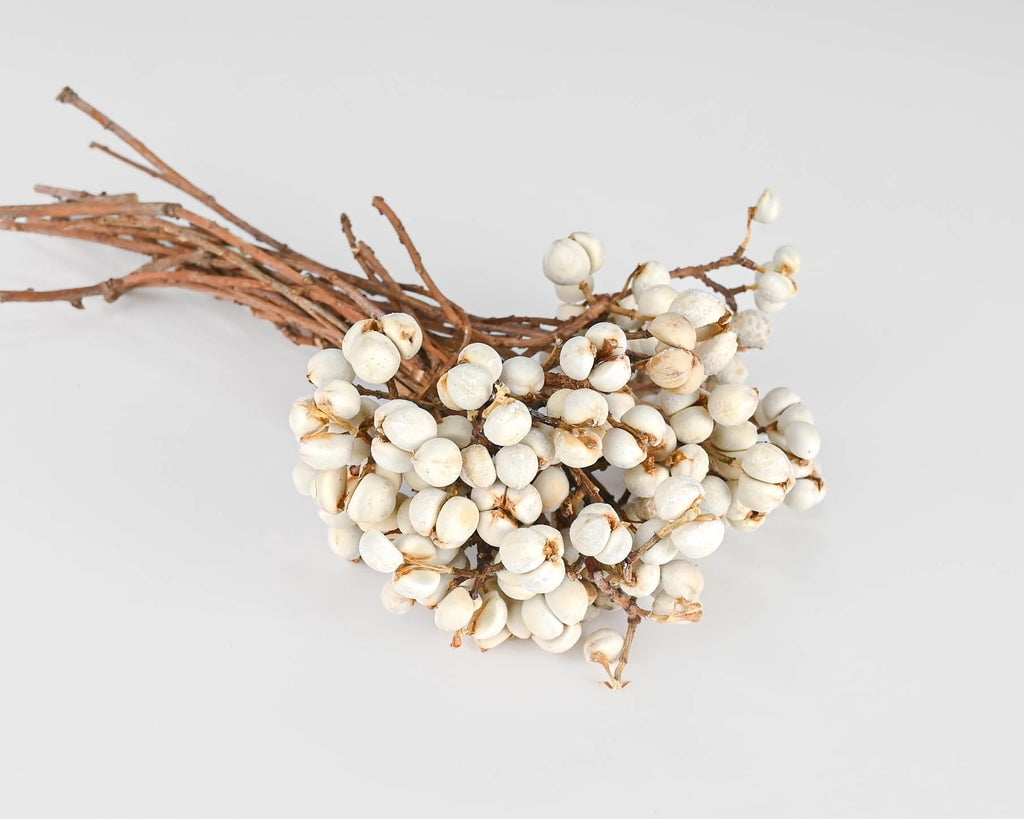 Case of 12 Bunches, Dried Tallow Berries for Centerpiece Arrangements ...