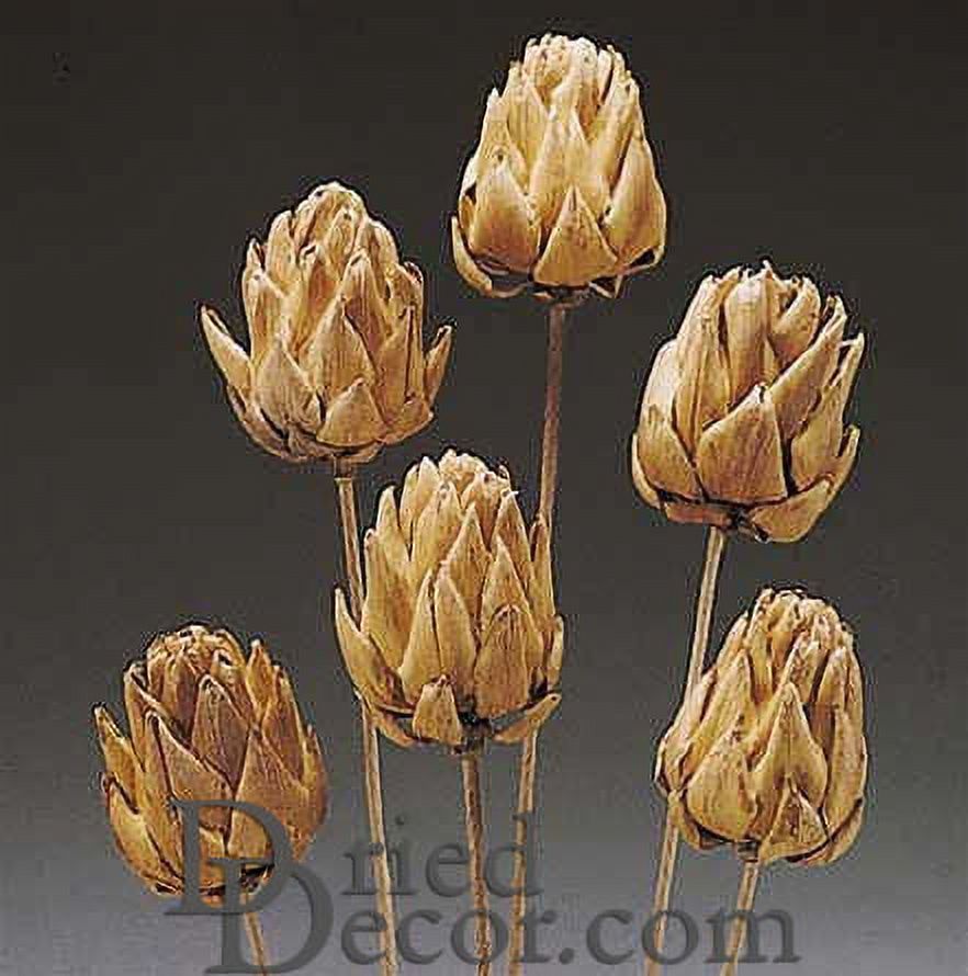 Case of 12 Bunches - Natural Dried Chico Choke Pod Stemmed for Floral ...