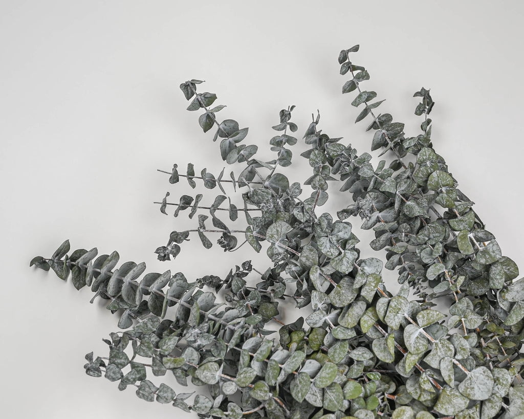 Case of 15 Bunches, Preserved Eucalyptus Branches - Basil Green for ...