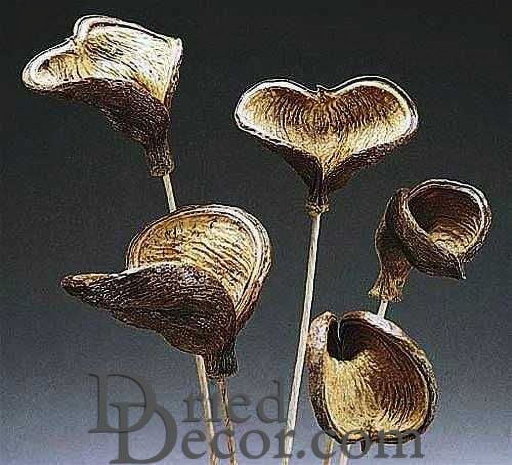 Case of 20 Bunches, 12-18 Inch Dried Badam Nut Pod for Home or Office ...