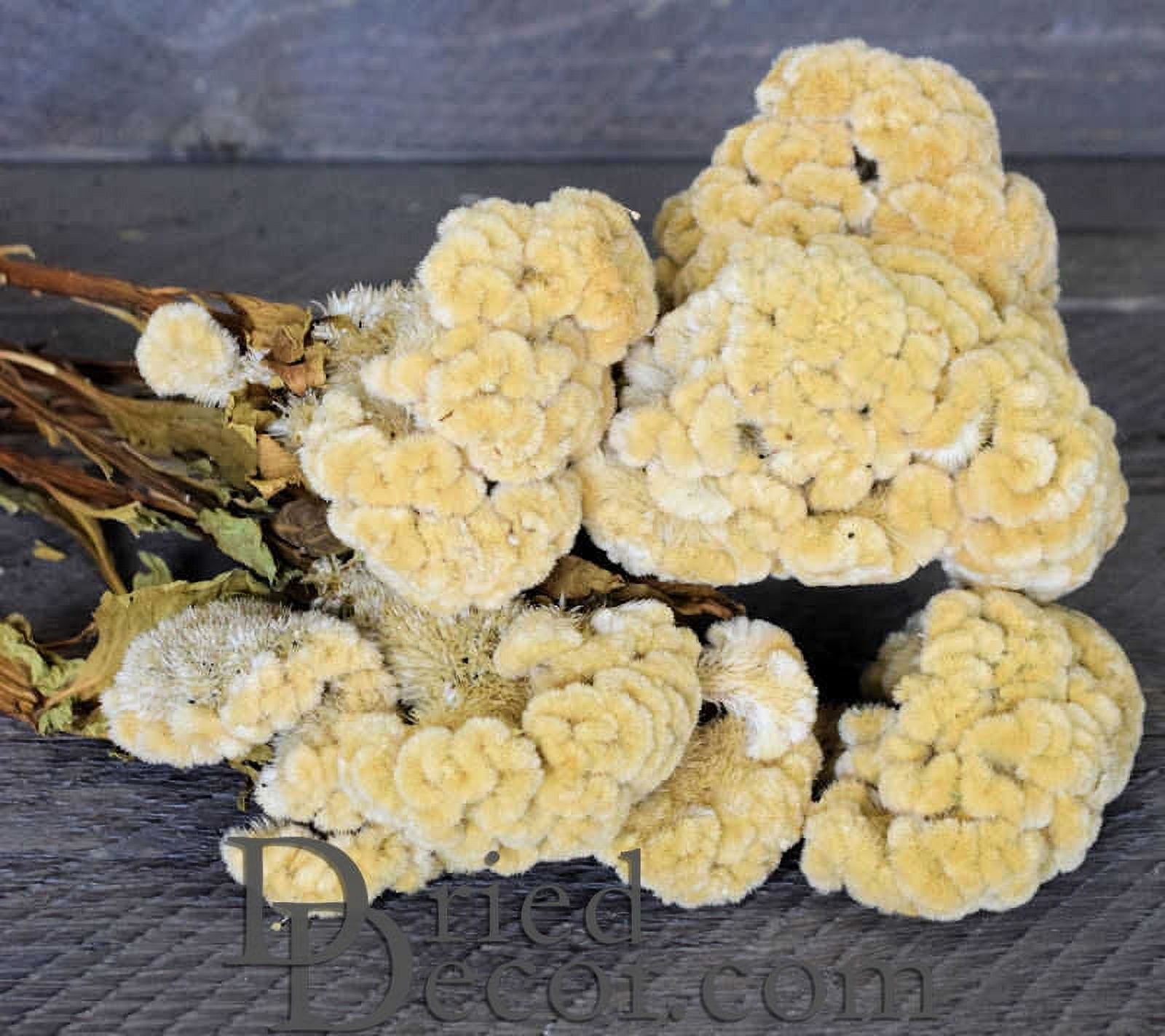 Case of 20 Bunches - Cream Dried Celosia Coxcomb Flowers - Cockscomb ...