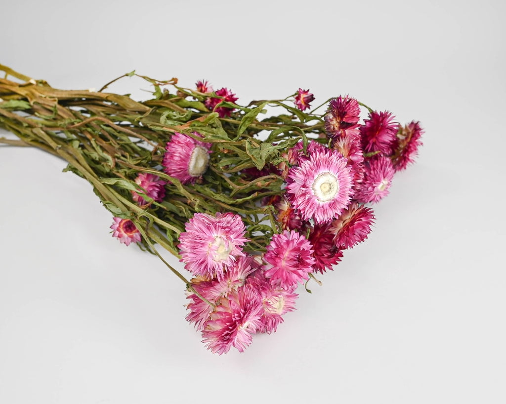 Case of 20 Bunches, Dried Straw Flowers - Pink for Home Decorations ...