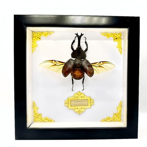 Cased Rhinoceros Beetle, Real Large Insect Specimens, Beetle Black ...