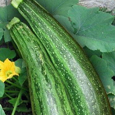 Organic Black Beauty Zucchini Squash - 4 g ~25 Seeds - Non-GMO ...