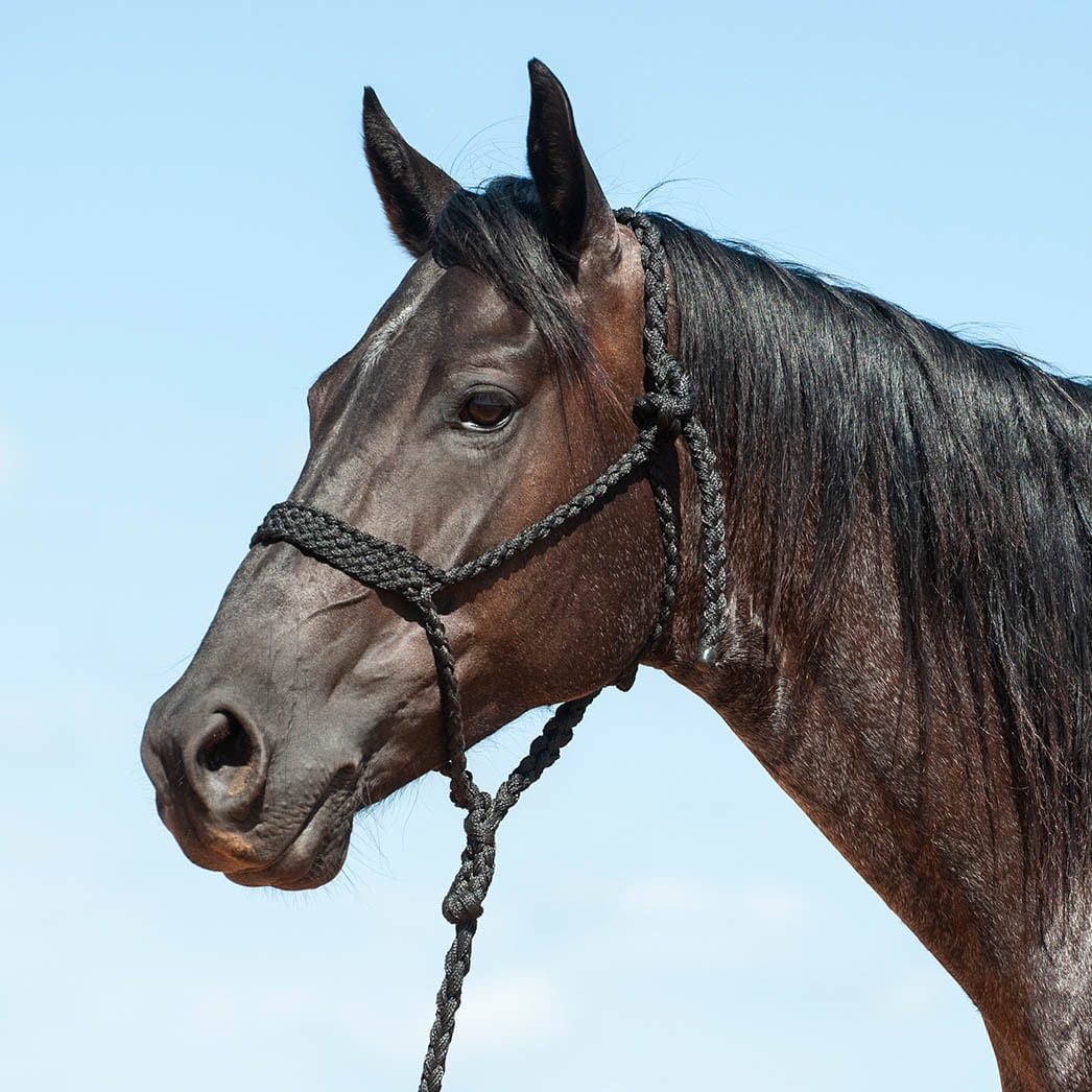 Cashel Flat Braid Halter and Leadrope, Black - Walmart.com