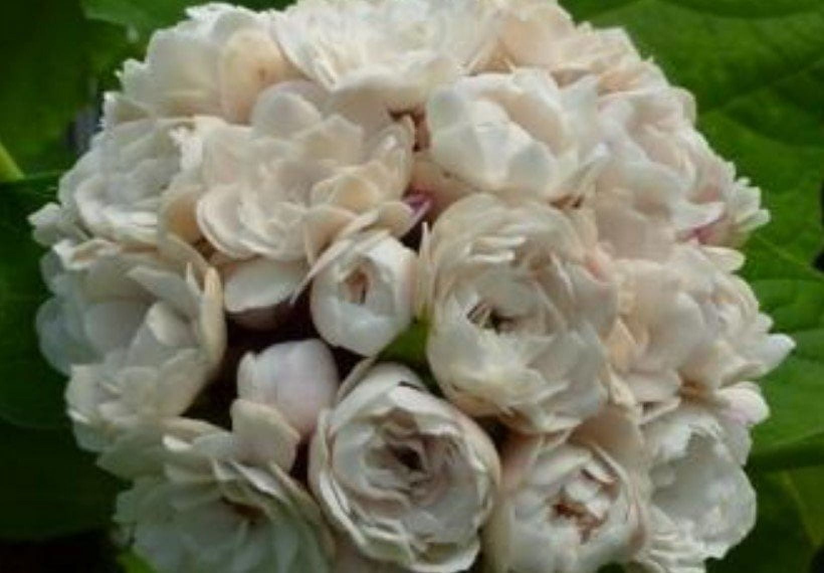 Cashmere Bouquet / Scent Malli (White) - Walmart.com