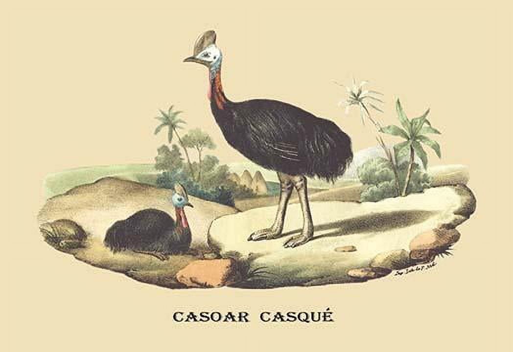Casoar Casque (Cassowary)-Fine Art Canvas Print (20" x 30") - Walmart.com