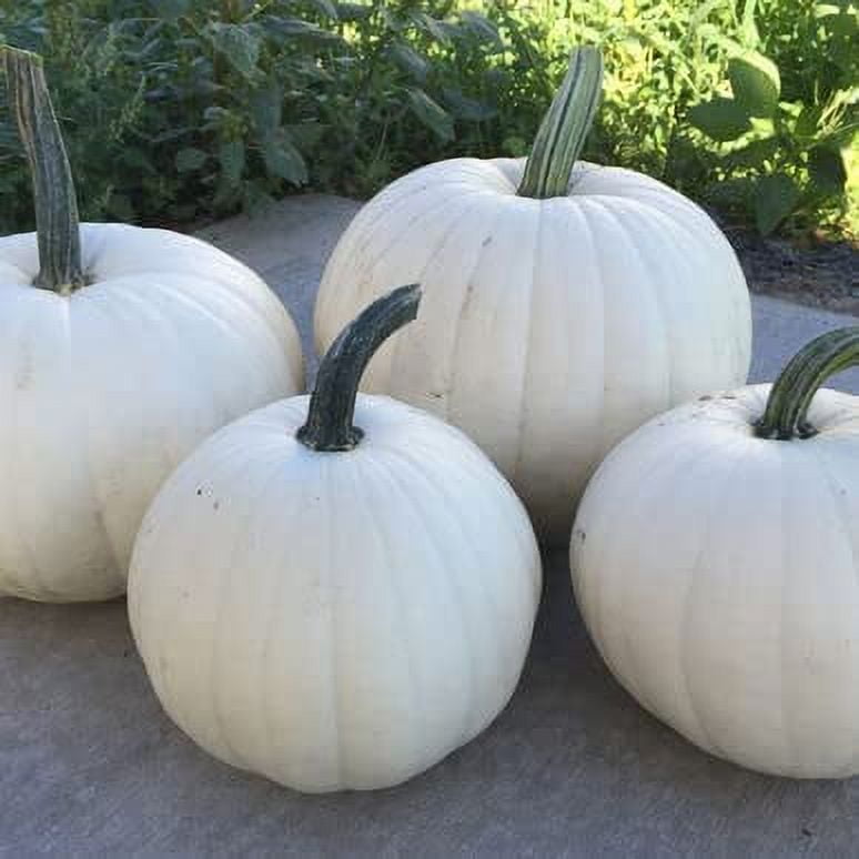 Casper The Ghost White Pumpkin Seeds for Planting - Grow 5 Pound White Pumpkins | 10 Rare Seeds ...