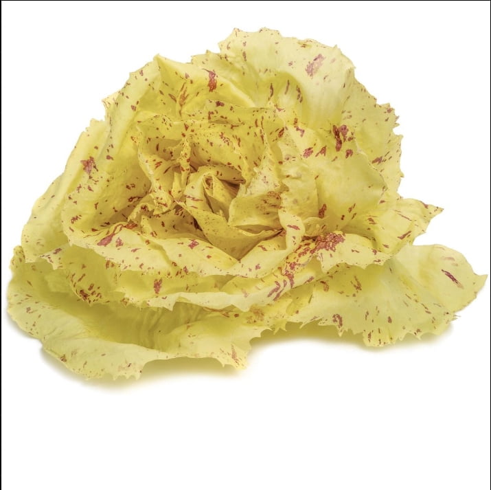 Castelfranco Endive Seeds ~4 Oz – “Winter Rose” Italian Heirloom ...