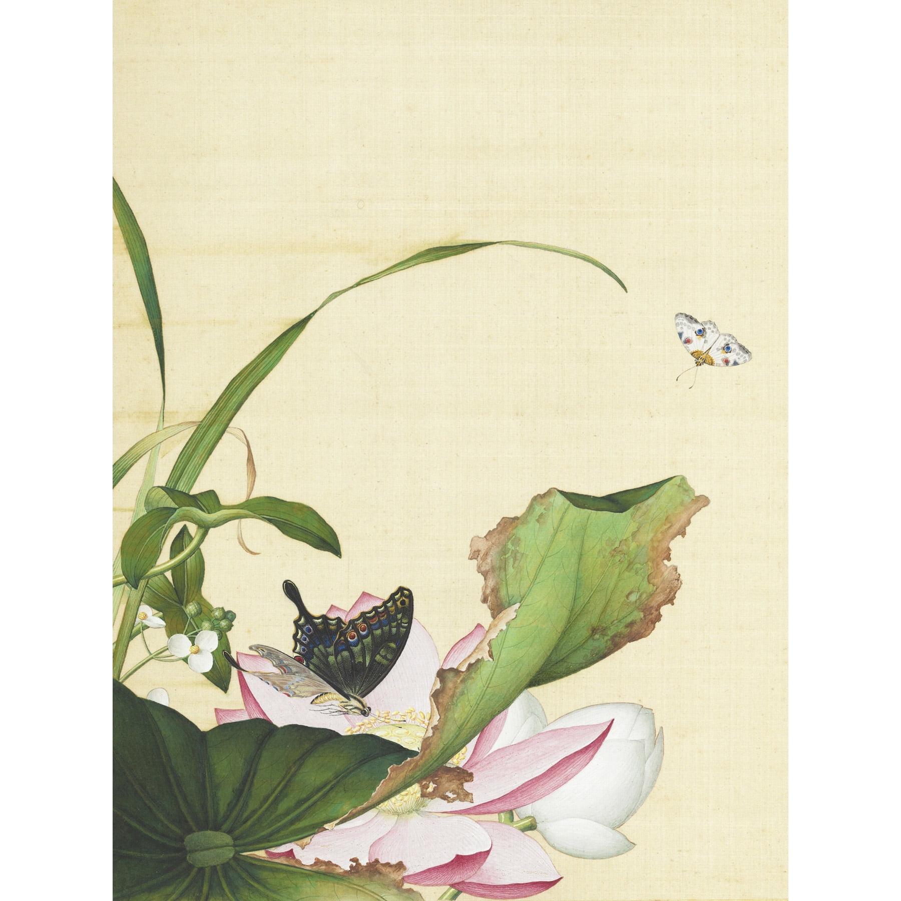 Castiglione Lotus Flower Butterfly Painting Extra Large Art Print Wall ...