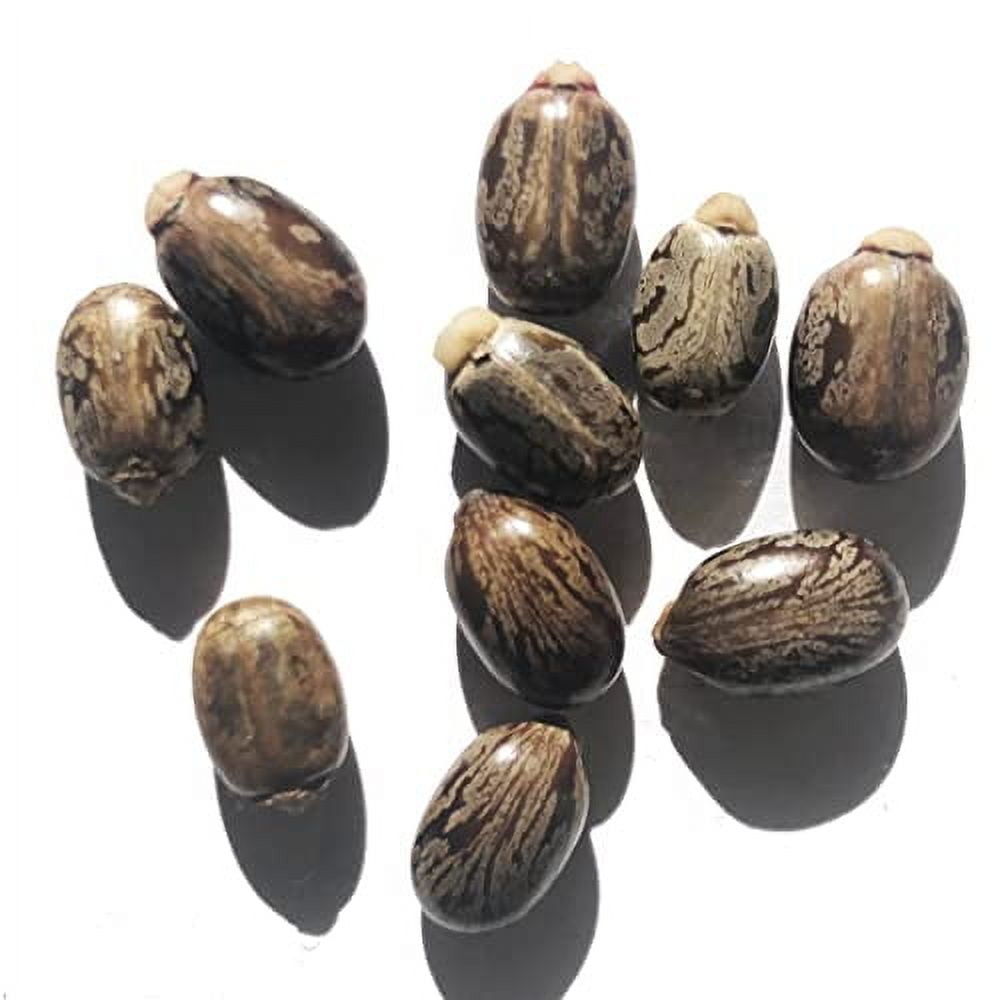 Castor Plant Seeds (Ricinus communis) 10 Seeds (6 Grams) - Mole Plant ...