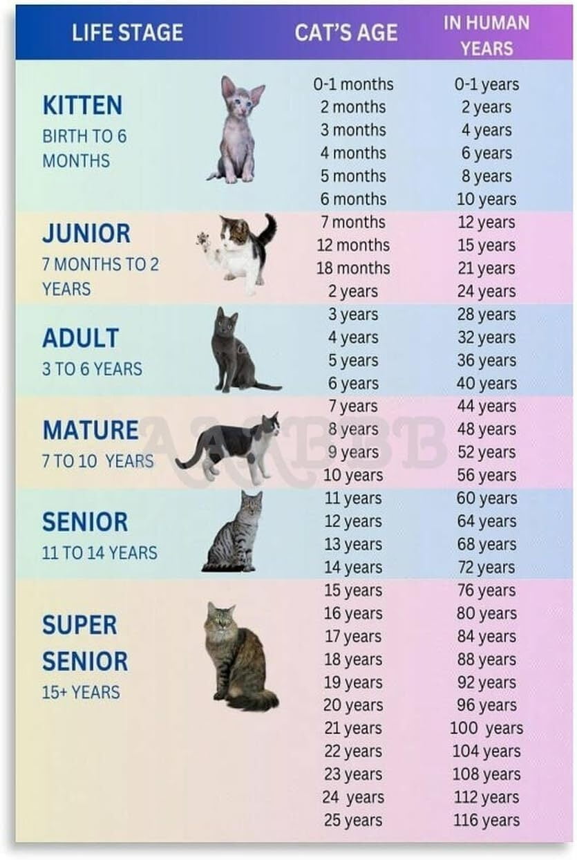 Cat Age to Human Age Guide Poster,How Old Is My Cat In Human Years ...