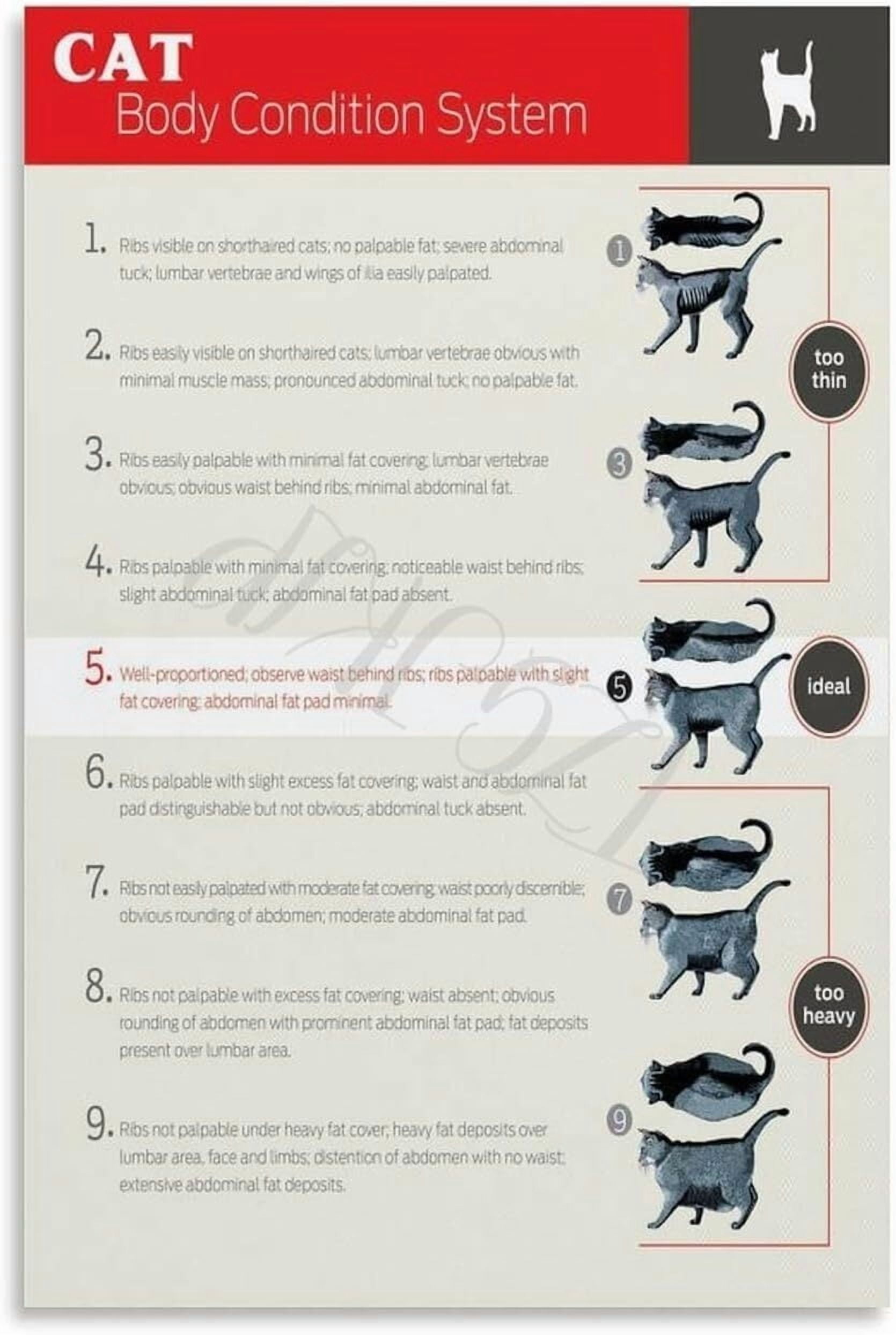Cat Body Condition Score Poster Pet Body Shape Chart Poster (5) Canvas ...
