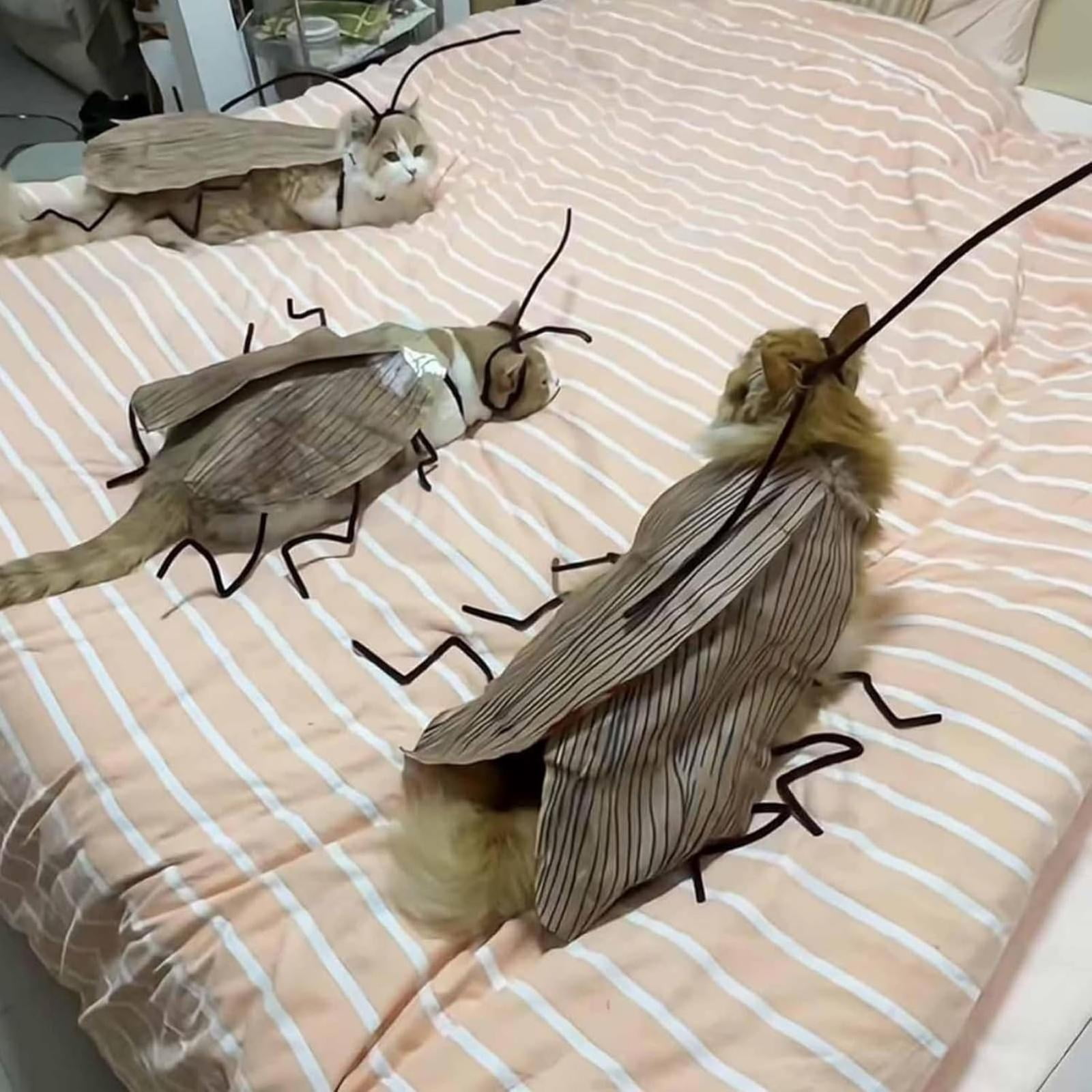 Cat Cockroach Clothing DIY Kit, Funny Kitten Cape Craft Set, Kitten ...